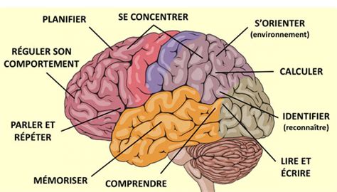 Ch 2 fonction cognitives la théorie Flashcards Quizlet