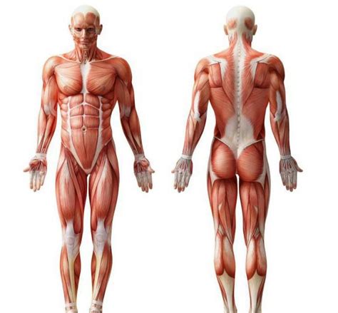 Anatomia Corpo Umano Apparato Muscolo Scheletrico Evolution Academy