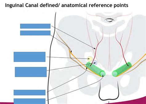 Inguinal Canal Anatomical Reference Points Diagram Quizlet