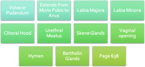Nurb Final Ch Female Genitalia Flashcards Quizlet