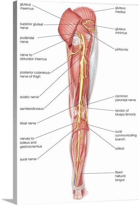 Nerves Of The Right Leg Posterior View Nervous System Nerve