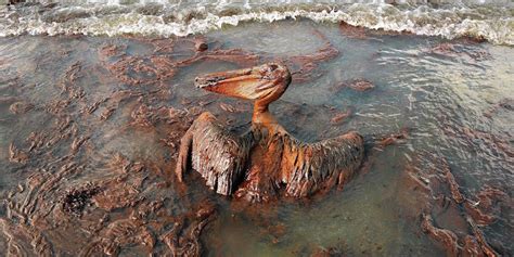 AWESOME RESEARCH Five Years After The Deepwater Horizon Oil Spill