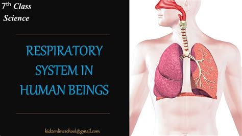 Respiratory System In Human Beings Respiration In Organisms 7th