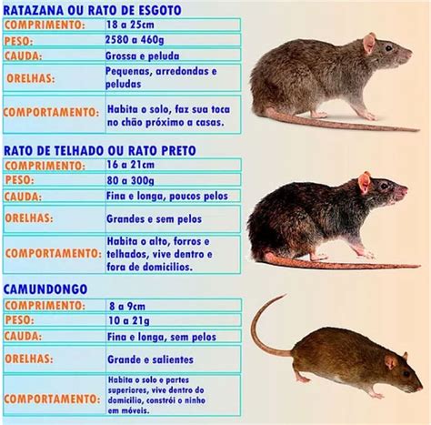 Ratos Roedores características e riscos à saúde Detecta