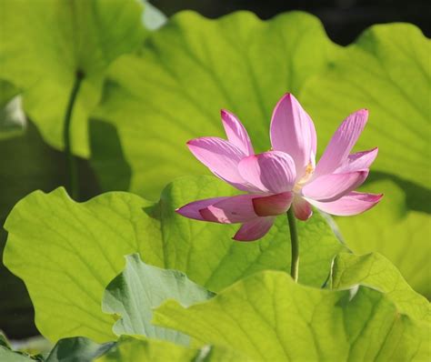 Lotus Blume Lotusblume Pinke Kostenloses Foto Auf Pixabay Pixabay
