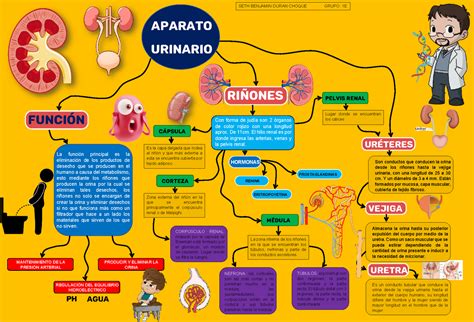 Mapa Mental Sobre Sistema Urinario REVOEDUCA