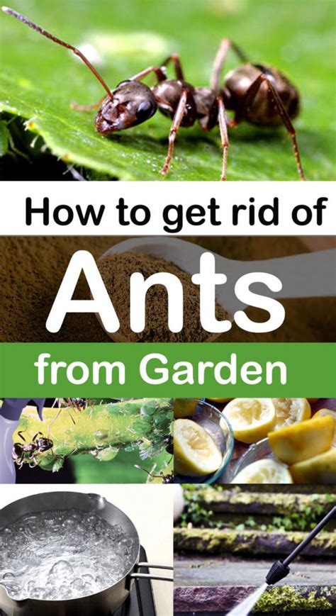 How To Get Rid Of Ants In Your Garden I Using 7 Natural Ways NatureBring
