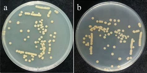 Colony Morphology Of Pseudomonas Sp Y 5 On LB Agar Medium A Front Of