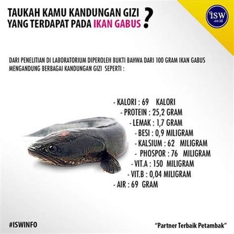 Gizi Manfaat Ikan Gabus Buat Kesehatan