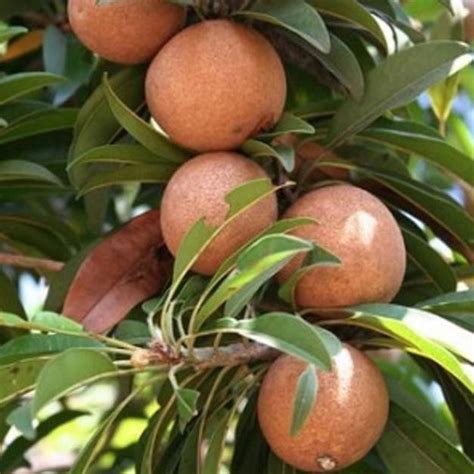 Jual Bibit Buah Sawo Manila Pohon Sawo Manilo Shopee Indonesia