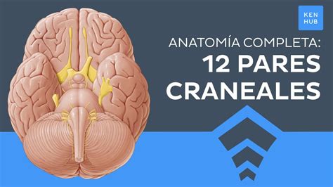12 pares craneales Orígenes funciones mnemotecnia Anatomía Humana