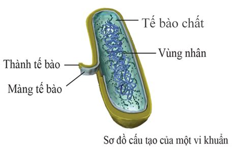 LỜI GIẢI Thành phần không thể thiếu của tế bào vi khuẩn là Lông Tự