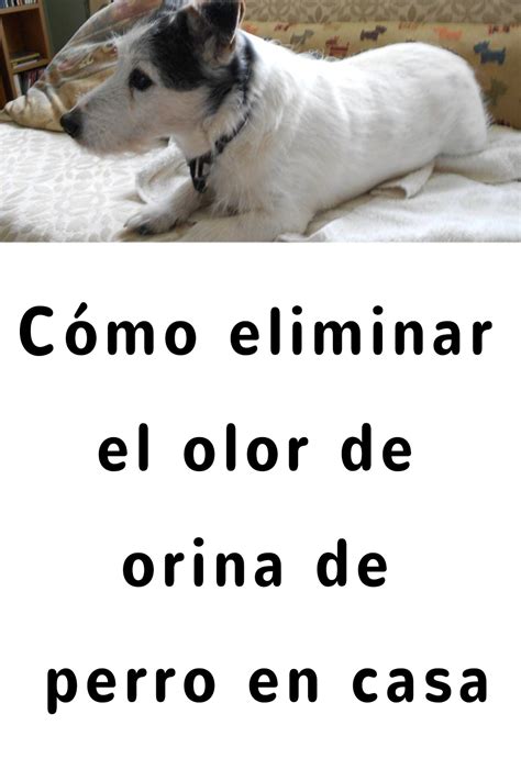 Trucos Naturales Para Eliminar El Mal Olor De La Orina De Perro