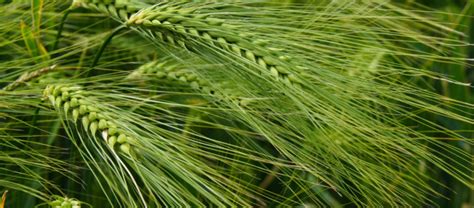 Crop Rotation A Way To Boost Your Yields Biogarden Asia