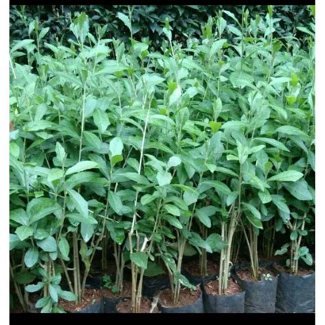 Jual Tanaman Hias Pohon Lee Kwan Yew Li Kwan Yu Shopee Indonesia