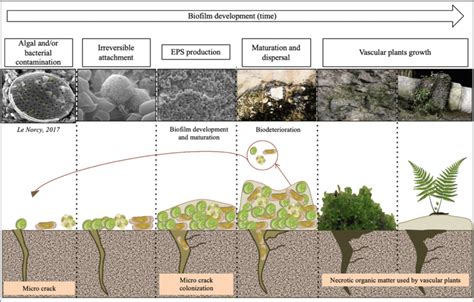 Photosynthetic Biofilm Formation Permits The Vascular Plant Growth And