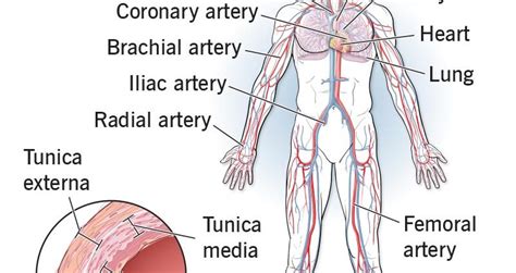 Arteria Qué son las arterias y qué funciones realizan en el cuerpo