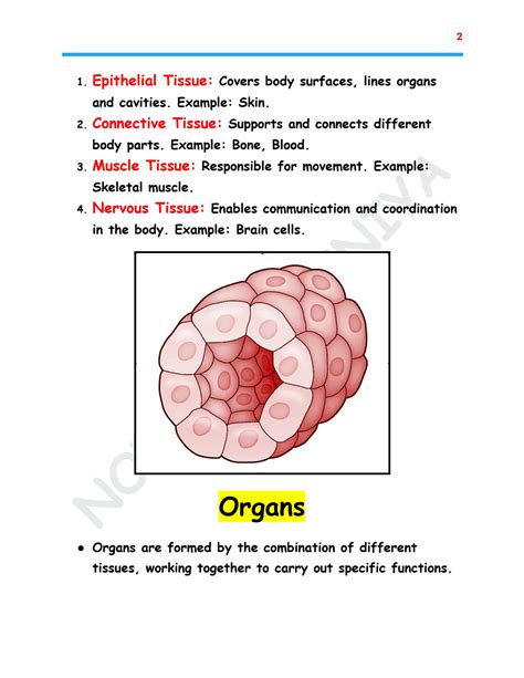 SOLUTION Unit 6 Tissues Organs Organ System Organism Studypool