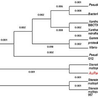 Phylogenetic Tree Made In Mega Software Using Neighbor Joining