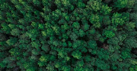 Highlights Of The Proterra Webinar On The Eudr Proterra Foundation