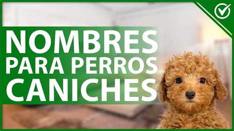 NOMBRES Para Perros CANICHES Machos Y Hembras Originales YouTube