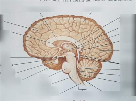 Brain 3 Diagram Quizlet