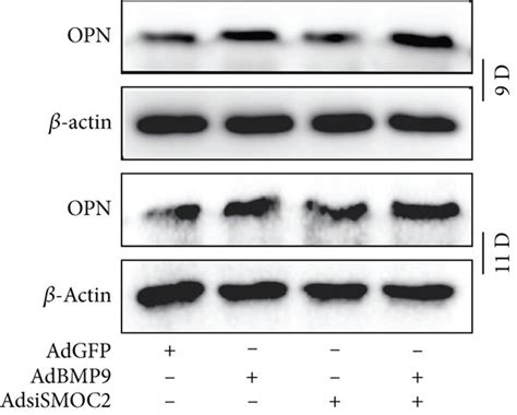 Exogenous Smoc Expression Enhances Bmp Induced Late Osteogenic