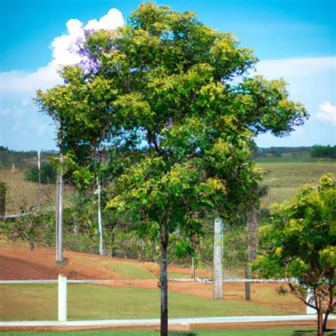 Descubra as Melhores Árvores para Solos Ácidos