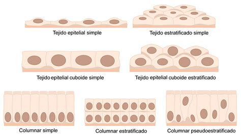 Ejemplos De Tejido Epitelial