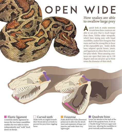 A Diagram Of A Snake