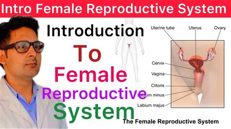Introduction To Female Reproductive System In Hindi Youtube