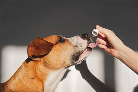 SUC Therapie beim Hund Das solltest du darüber wissen