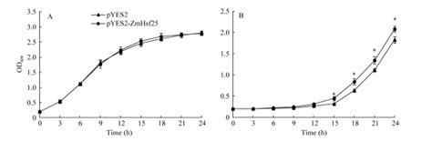 玉米热激转录因子基因 ZmHsf25 的克隆特性与耐热性功能分析