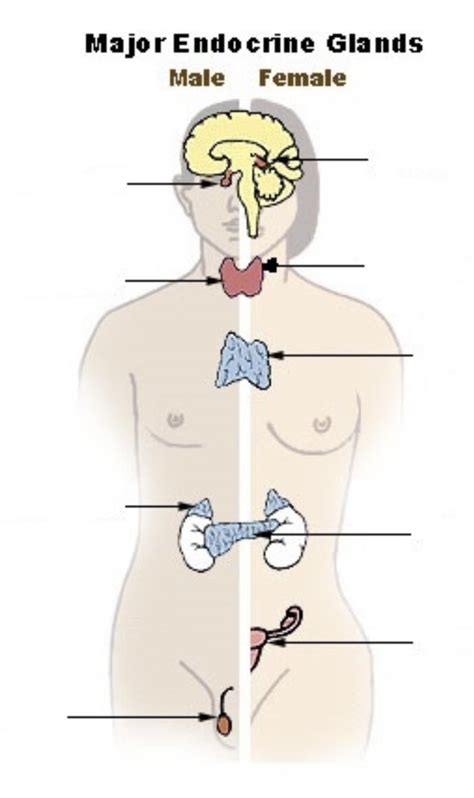 Major Endocrine Glands Diagram Quizlet