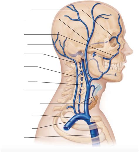 Veins Diagram Quizlet