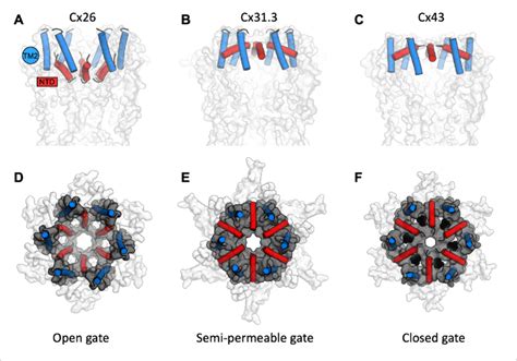 A Structure Based View Of Connexin Gating States A The Side View Of