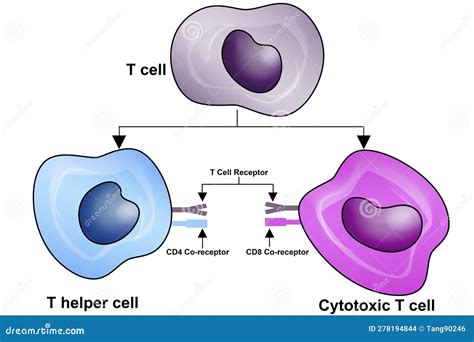 T Cell Helper T Cell And Cytotoxic T Cell CD Antigen Types CD4 And