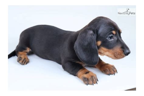 Stanley Dachshund Mini Puppy For Sale Near Springfield Missouri