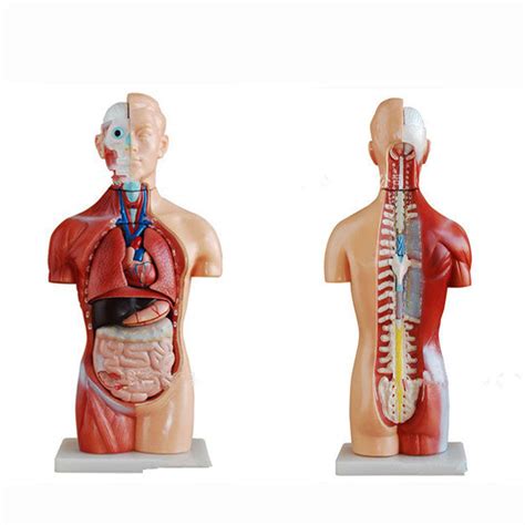 Buy FGH Human Medical Torso Model Life Size Human Body Model Anatomy