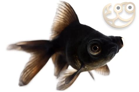 Black Moor Goldfish Carassius Auratus Fish Profile Care Guide