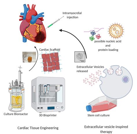 Innovative Treatments For Heart Failure Open Access Government