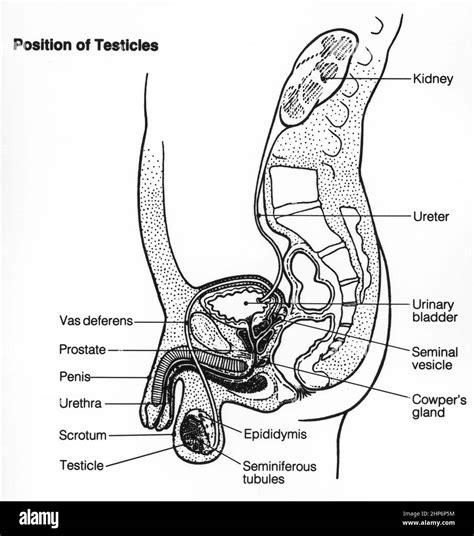 Esquema Aparato Reproductor Masculino Aparato Reproductor Mapa Images