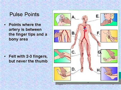 Sites Of Checking Pulse