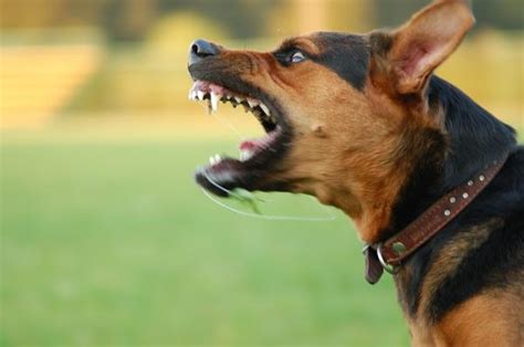 Qué significa soñar que un perro te muerde Conoce las