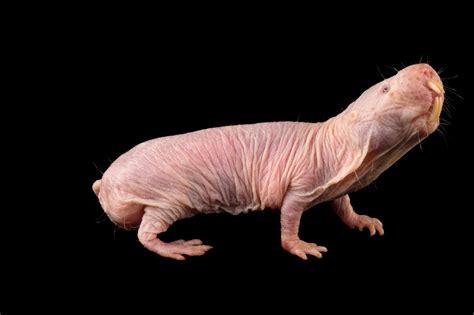 Identification Of African Naked Mole Rat Heterocephalus Glaber For Abs