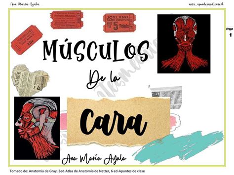 MÚSCULOS DE LA CARA uDocz