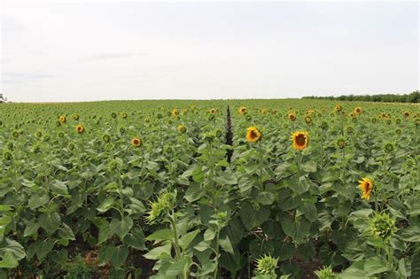 Un Campo De Girasoles Foto Premium