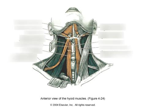 Suprahyoid And Infrahyoid Muscles Diagram Quizlet
