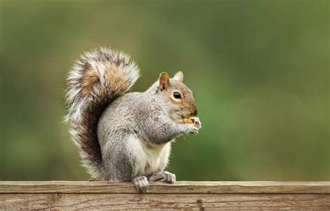 Are Squirrels Rodents Western Exterminator