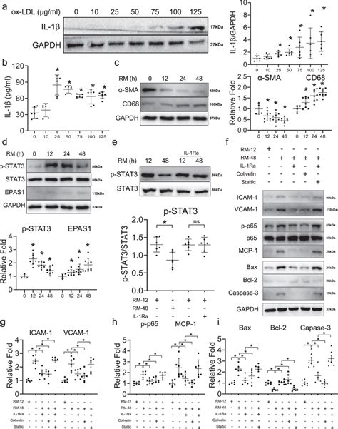 IL 1β STAT3 axis contributing to the functional alterations process of